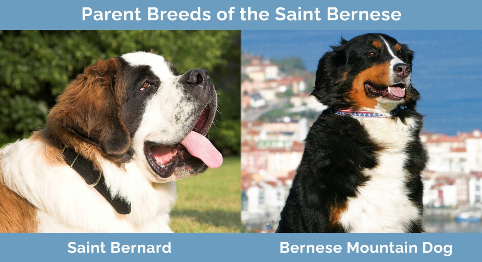 Saint Bernese (St. Bernard & Bernese Mountain Dog Mix): Info, Pictures ...