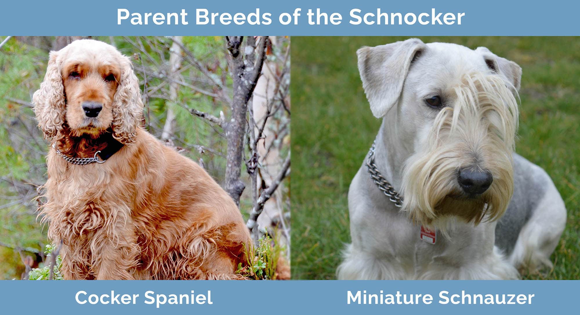 Schnocker (Miniature Schnauzer & Cocker Spaniel Mix): Info, Pictures ...