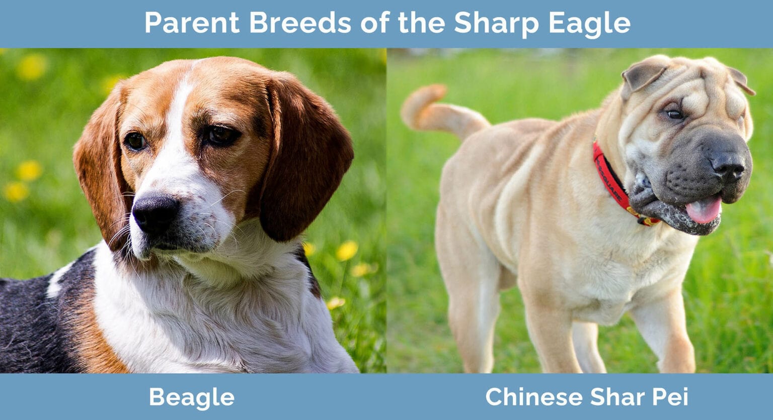 Sharp Eagle (Chinese Shar Pei & Beagle Mix): Info, Pictures, Facts ...