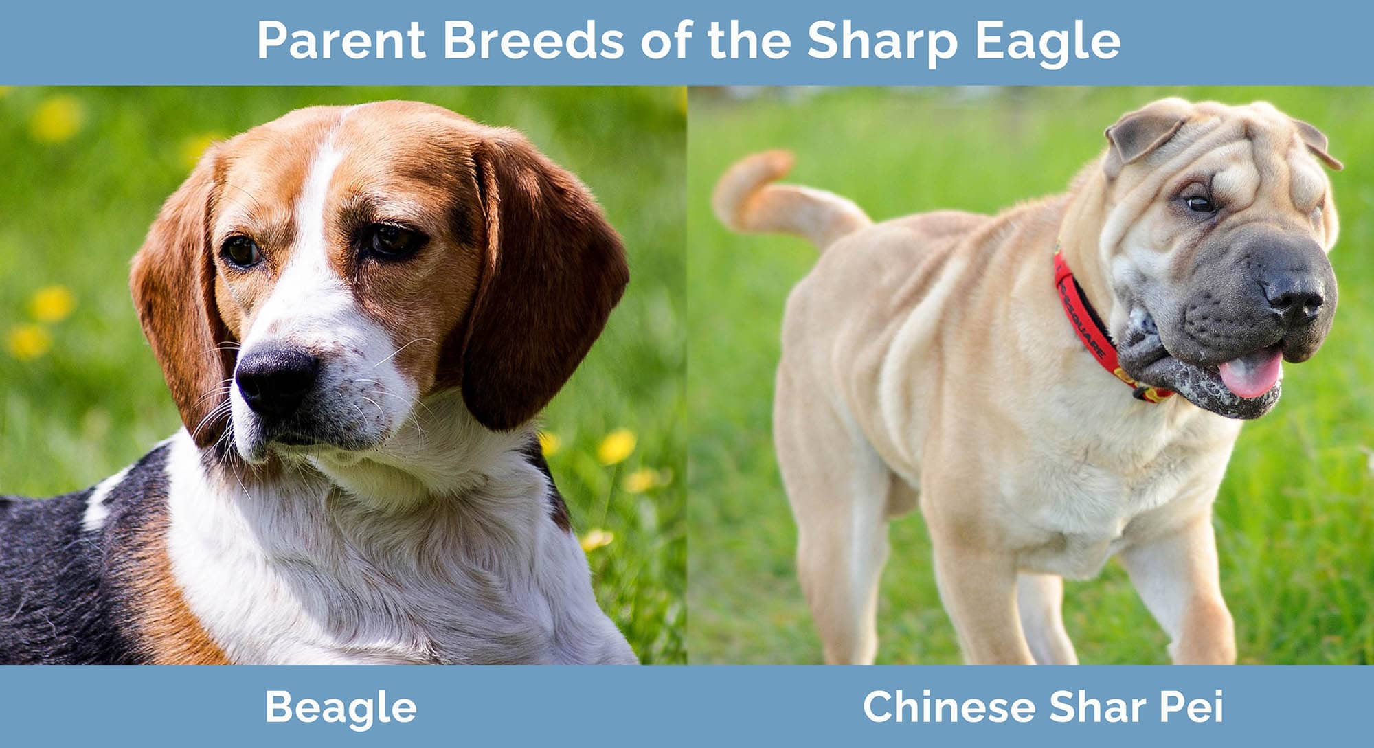 Sharp Eagle (Chinese Shar Pei & Beagle Mix): Info, Pictures, Facts ...