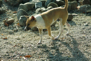 Telomian Dog Breed: Info, Pictures, Care Guide & Facts | Hepper Pet ...