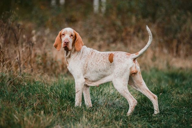20 New Dog Breeds Recognized by the AKC: 2026 Update (With Pictures ...