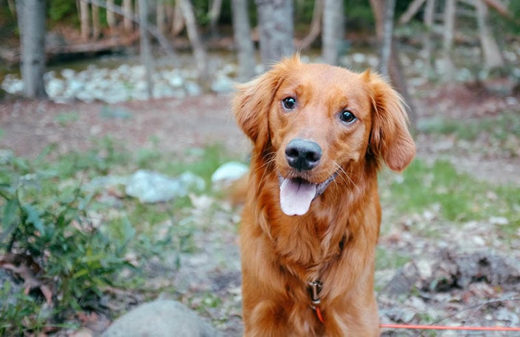 Golden Irish (Irish Setter & Golden Retriever Mix): Info, Pictures ...