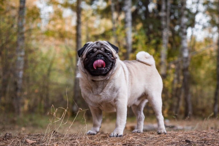 9 Dog Breeds With Long Tongues: Info, Pictures, Facts & More | Hepper ...
