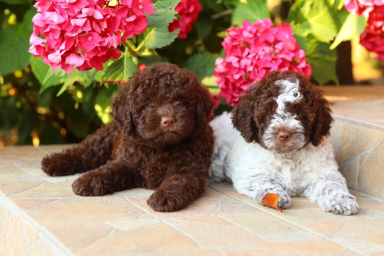Lagotto Romagnolo: Dog Breed Info, Pictures & Facts | Hepper Pet Resources