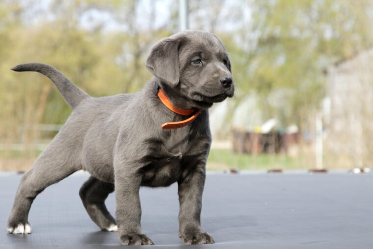 Silver Lab Dog Breed: Info, Pictures, Personality & More | Hepper Pet ...