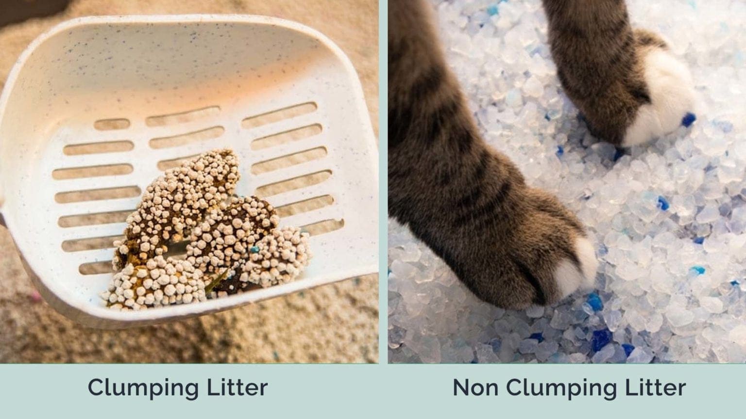 Clumping vs Non-Clumping Cat Litter, Which Type Is Best? (Pictures ...