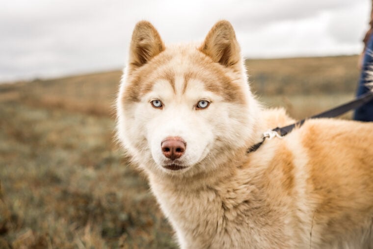 23 Alaskan Malamute Mixed Breeds: Info, Pictures & Facts | Hepper Pet ...