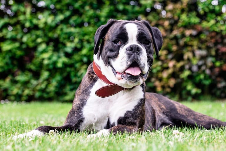 13 Types of Bulldog Breeds (With Info, Pictures & More) | Hepper Pet ...