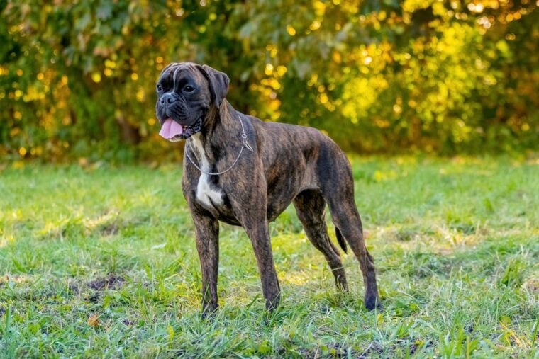 3 Types of Boxer Dog Breeds: Info, Pictures, Facts & History | Hepper ...