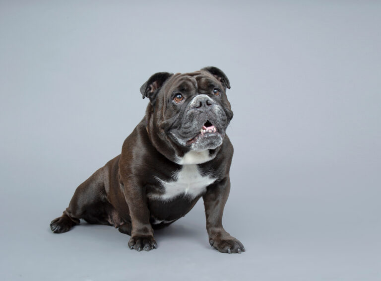 13 Types of Bulldog Breeds (With Info, Pictures & More) | Hepper Pet ...