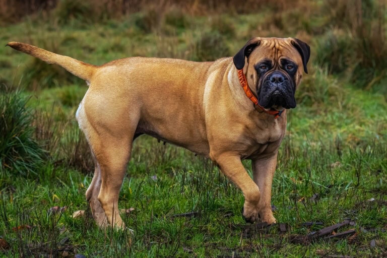 11 Bully Dog Breeds: Info, Pictures, Facts & History | Hepper Pet Resources