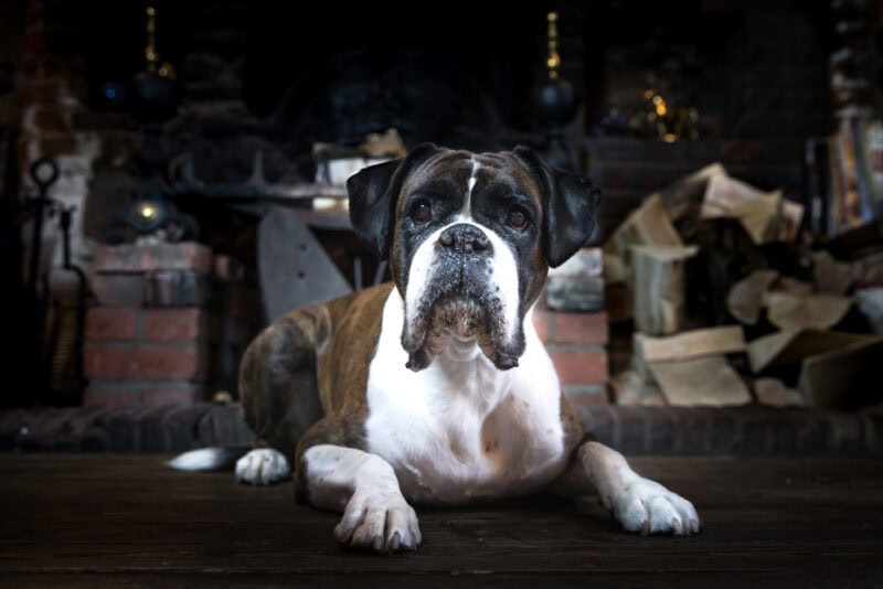 3 Types of Boxer Dog Breeds: Info, Pictures, Facts & History | Hepper ...