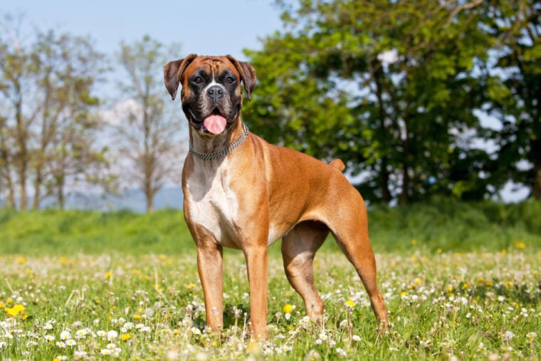 3 Types of Boxer Dog Breeds: Info, Pictures, Facts & History | Hepper ...