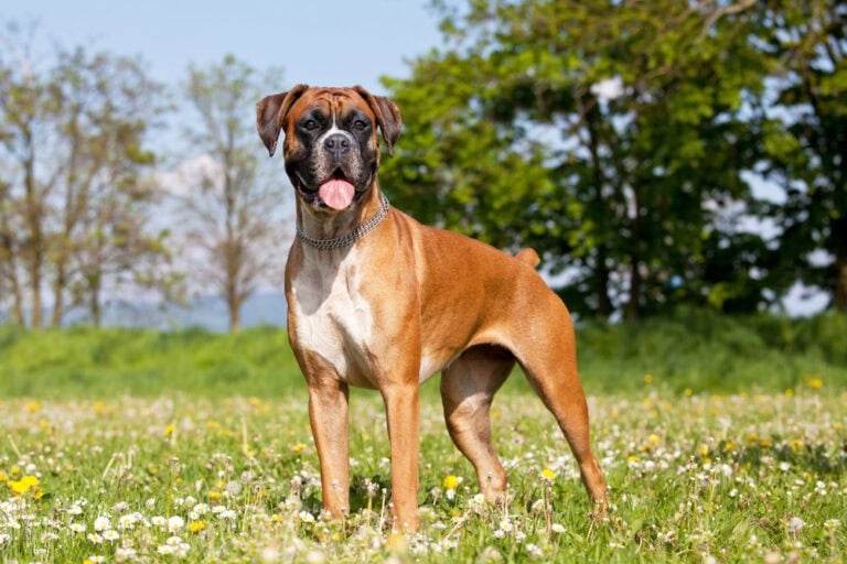 3 Types of Boxer Dog Breeds: Info, Pictures, Facts & History | Hepper ...