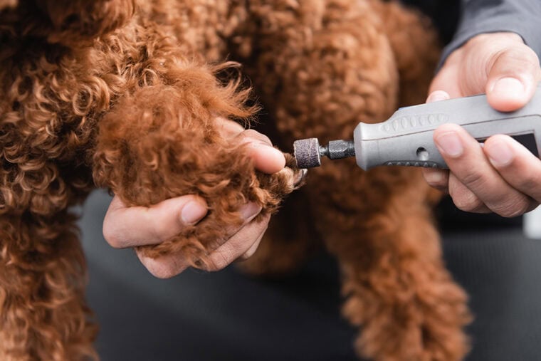 How to Trim Puppy Nails: 10 Vet-Approved Steps | Hepper Pet Resources