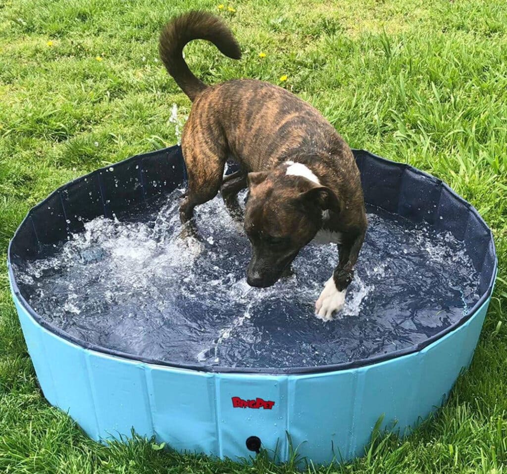 10 Best Dog Swimming Pools - 2026 Reviews & Top Picks | Hepper Pet ...