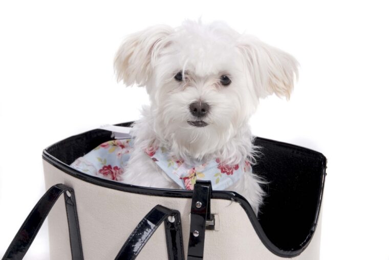 9 Best Dog Carrier Purses in 2026 (Reviews & Comparisons) | Hepper Pet ...
