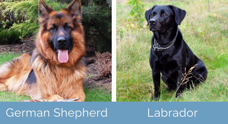 German Shepherd vs Labrador: Which Breed is Right for You? | Hepper Pet ...