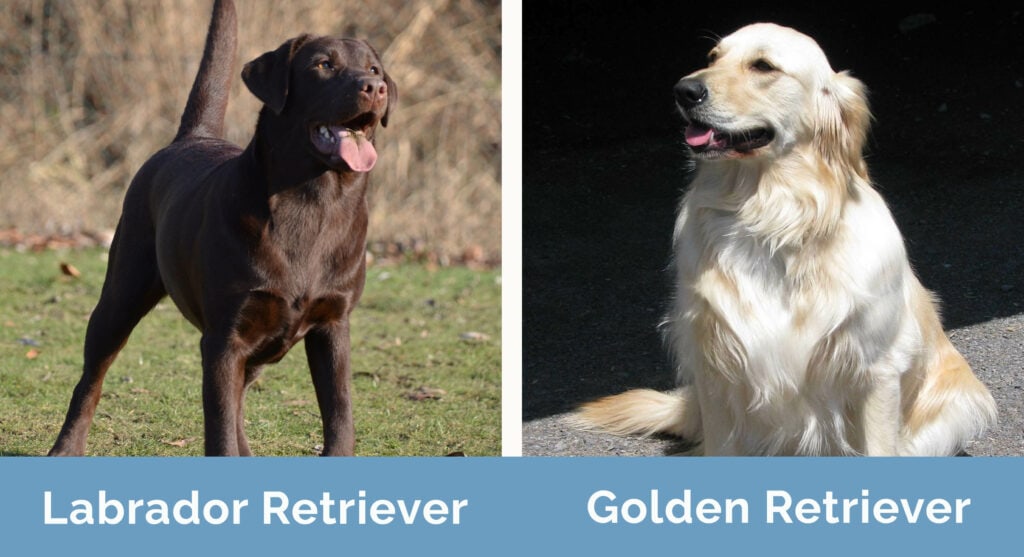 Labrador Retriever vs Golden Retriever: Which Breed is Best for You ...