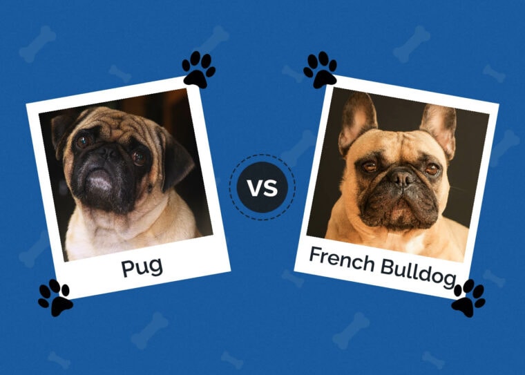 Pug vs French Bulldog: What's the Difference? | Hepper Pet Resources