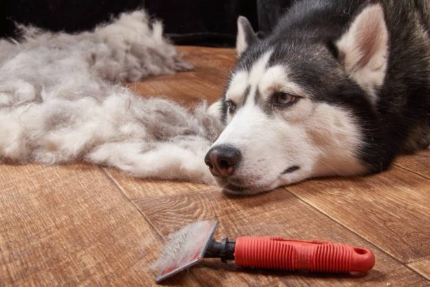 7 Types of Dog Brushes (With Pictures) | Hepper Pet Resources