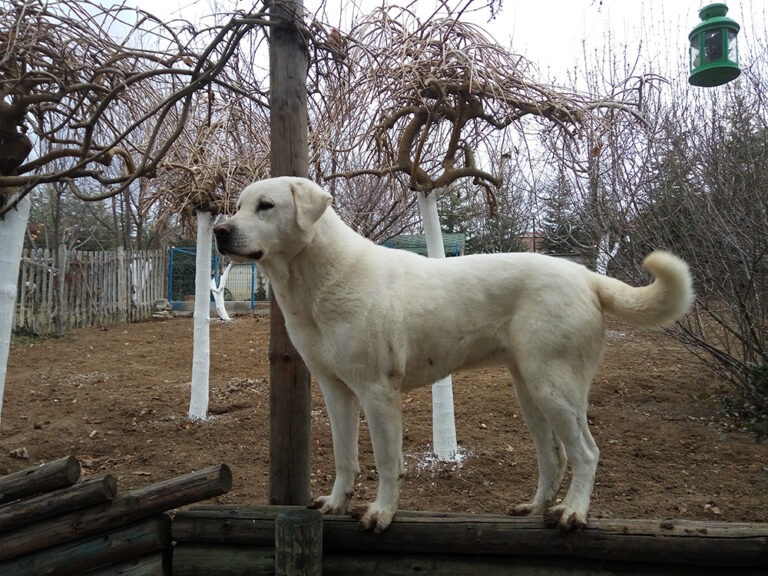 20 White Dog Breeds: Small, Big, Fluffy, & More (With Info & Pictures ...