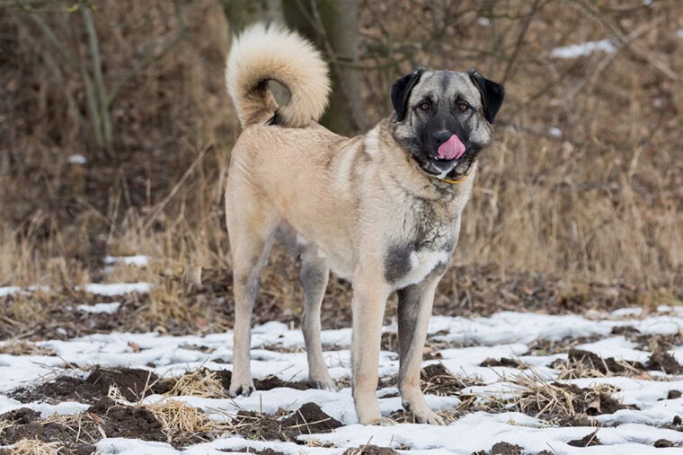 9 Types of Mountain Dog Breeds & Their Differences (With Info ...