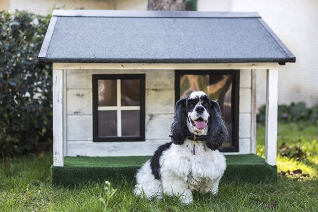 50 Hilarious Dog Jokes: Wholesome Fun for Everyone | Hepper Pet Resources