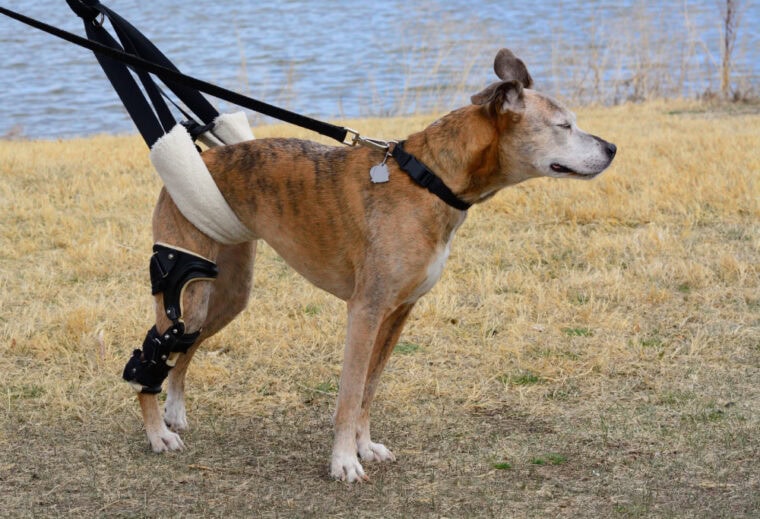 10 Best Dog Lift Harnesses of 2026- Reviews & Top Picks | Hepper Pet ...