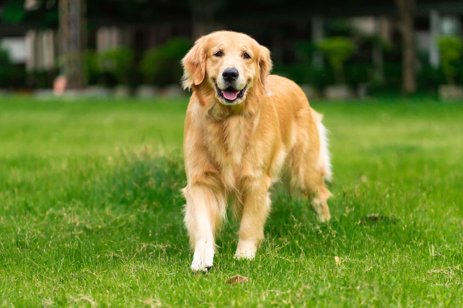 145+ Dog Names that Start with P for Your Perfect Pup | Hepper Pet ...