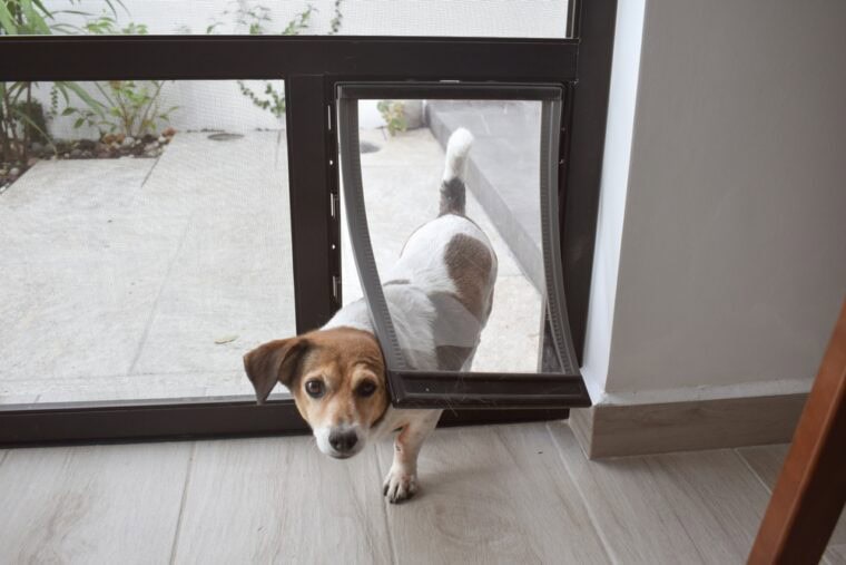 Why Does My Dog Want to Go In And Out Constantly? Behavior Explained ...