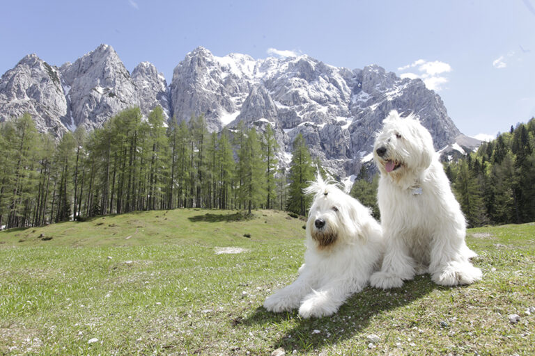9 Types of Mountain Dog Breeds & Their Differences (With Info ...