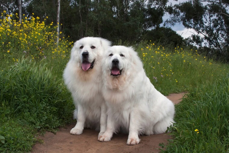 Are Great Pyrenees Aggressive? Important Facts & Prevention Tips ...