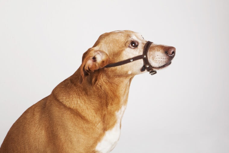 9 Best Dog Head Halters & Gentle Leaders - 2025 Reviews & Top Picks ...