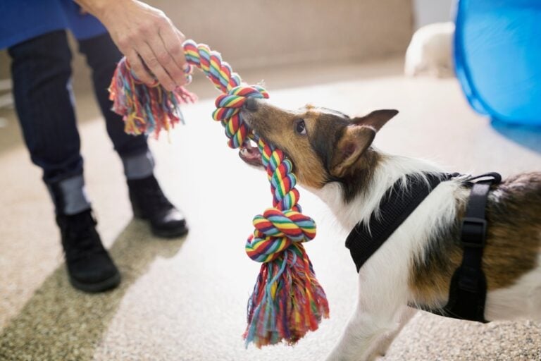 10 Best Dog Rope Toys of 2025 - Reviews & Top Picks | Hepper Pet Resources