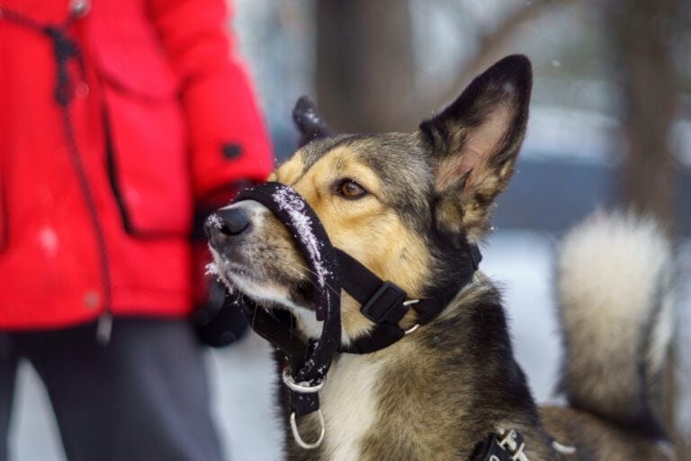 8 Best Dog Head Halters & Gentle Leaders - 2026 Reviews & Top Picks ...