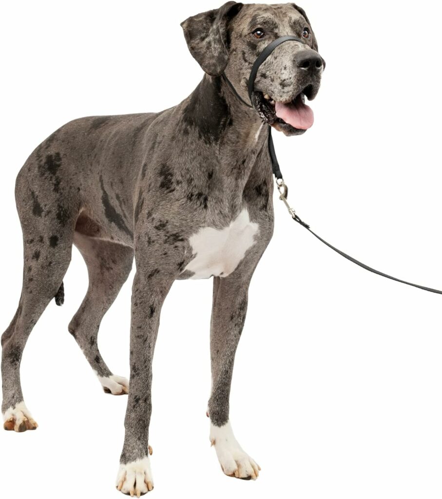 8 Best Dog Head Halters & Gentle Leaders - 2026 Reviews & Top Picks ...