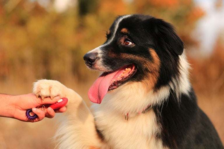 8 Best Dog Clickers for Training 2026 - Reviews & Top Picks | Hepper ...