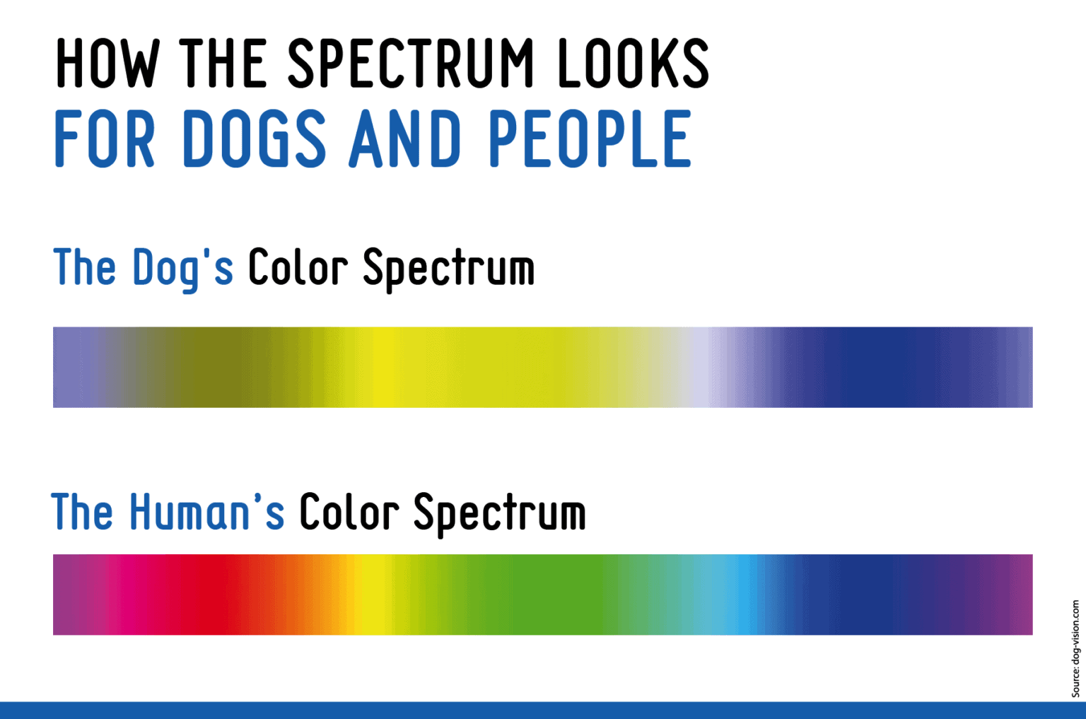 Are Dogs Colorblind? Vet-Approved Facts | Hepper Pet Resources