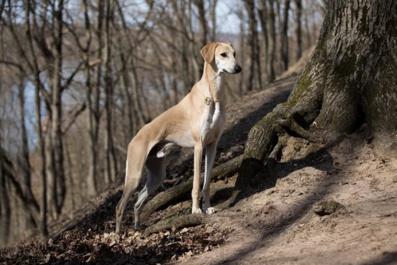 16 Dog Breeds With Long Snouts (With Info & Pictures) | Hepper Pet ...