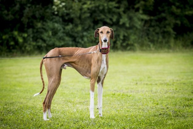 17 Long-Legged Dog Breeds (With Info & Pictures) | Hepper Pet Resources