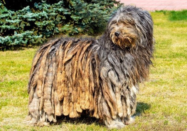 13 Most Popular Dog Breeds in Italy (With Info & Pictures) | Hepper Pet ...