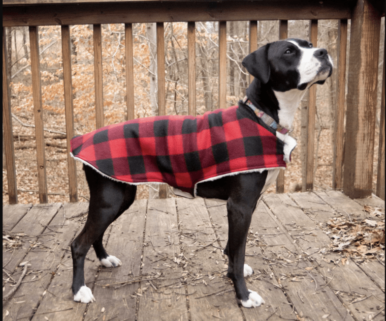 18 DIY Dog Clothes & Patterns You Can Make Today (With Pictures ...