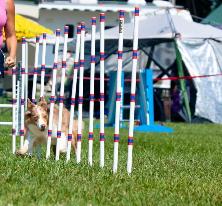 8 DIY Dog Agility Course Equipment Plans (With Pictures) | Hepper Pet ...