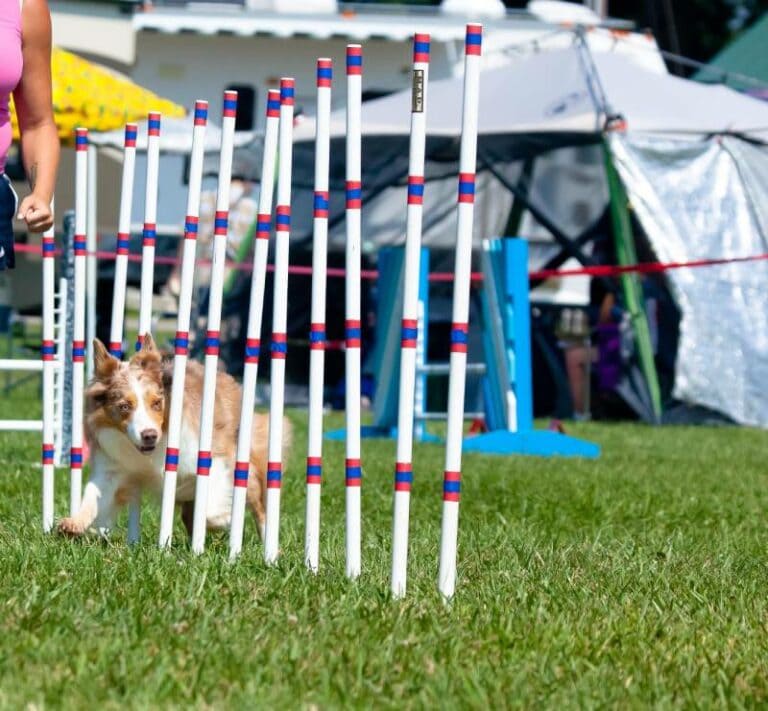 8 DIY Dog Agility Course Equipment Plans (With Pictures) | Hepper Pet ...