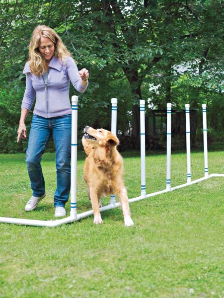 8 DIY Dog Agility Course Equipment Plans (With Pictures) | Hepper Pet ...