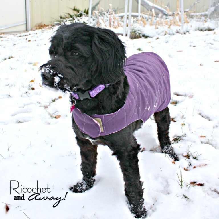 18 DIY Dog Clothes & Patterns You Can Make Today (With Pictures ...