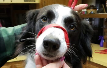5 DIY Dog Muzzles You Can Make at Home (With Pictures) | Hepper Pet ...
