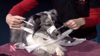 5 DIY Dog Muzzles You Can Make at Home (With Pictures) | Hepper Pet ...